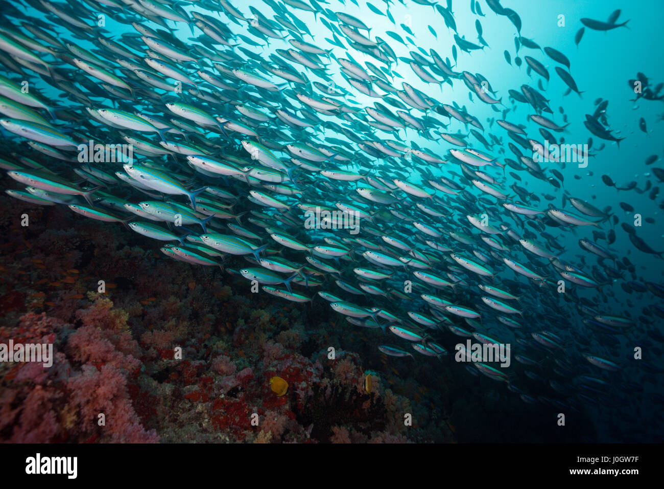 Shoal of Neon Fusilier over Coral Reef, Pterocaesio tile, North Male ...