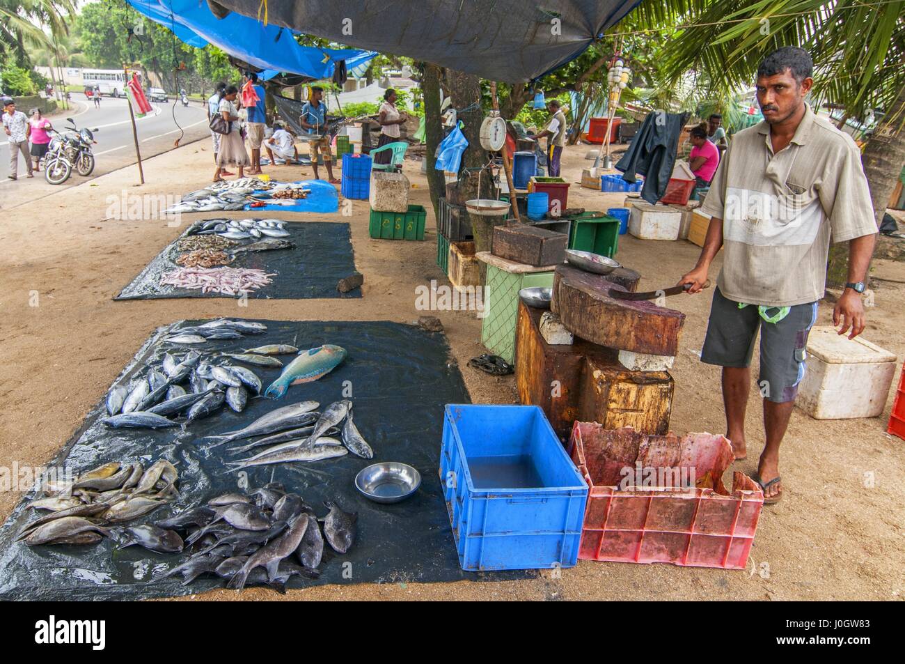 Fresh fish on display for sale at a local fish market in Galle, Sri ...