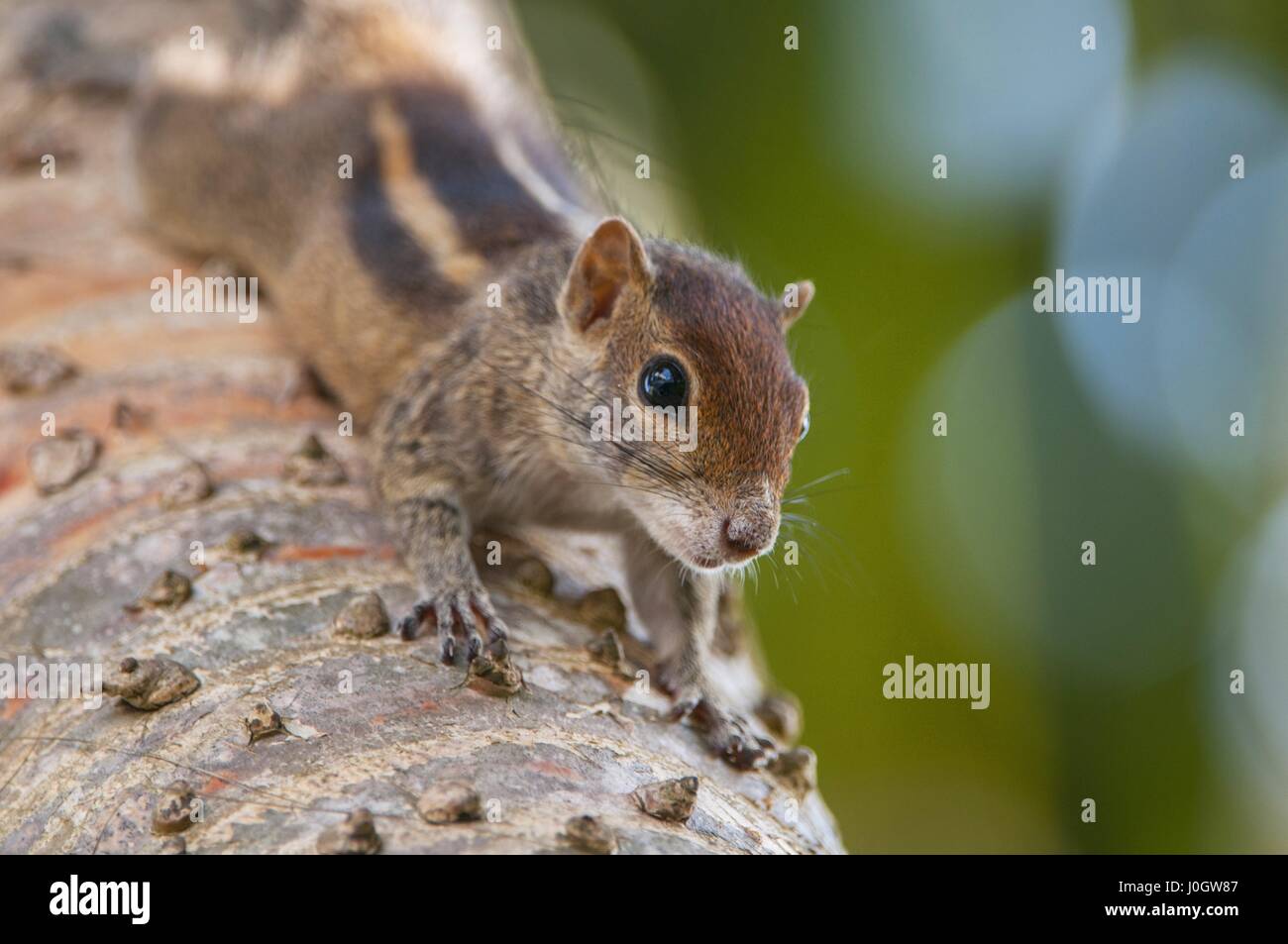 Indian Palm Squirrel (Funambulus palmarum) Jaffna, Sri Lanka Stock ...