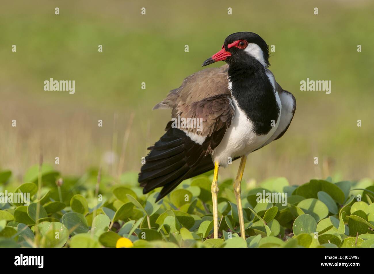 Red-wattled Lapwing (Vanellus Indicus), Sri Lanka Stock Photo - Alamy