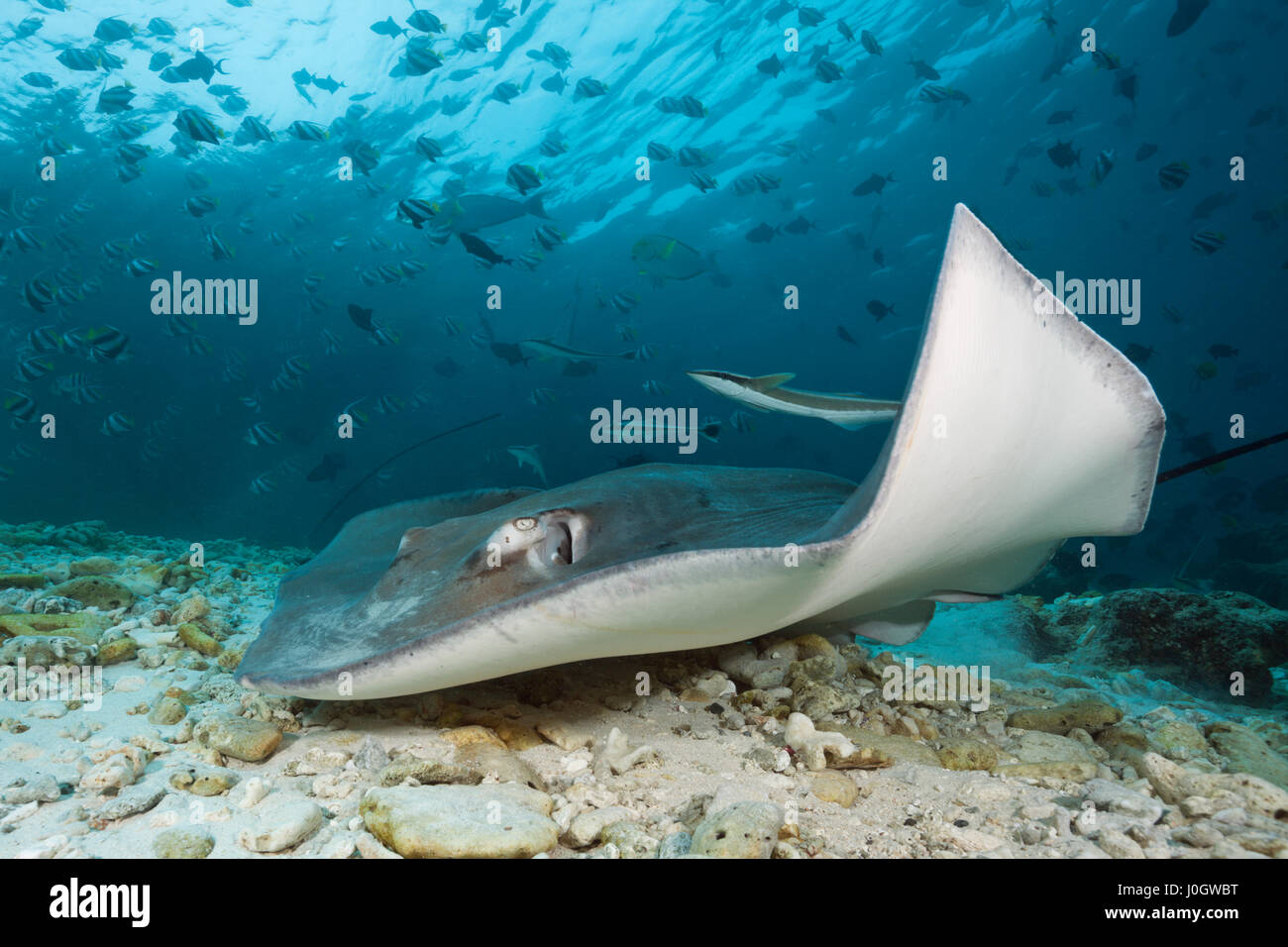 Pink Whipray, Pateobatis fai, North Male Atoll, Maldives Stock Photo ...