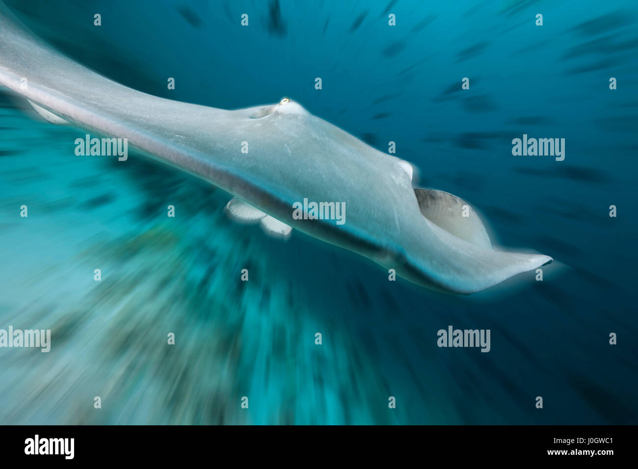 Pink Whipray, Pateobatis fai, North Male Atoll, Maldives Stock Photo ...