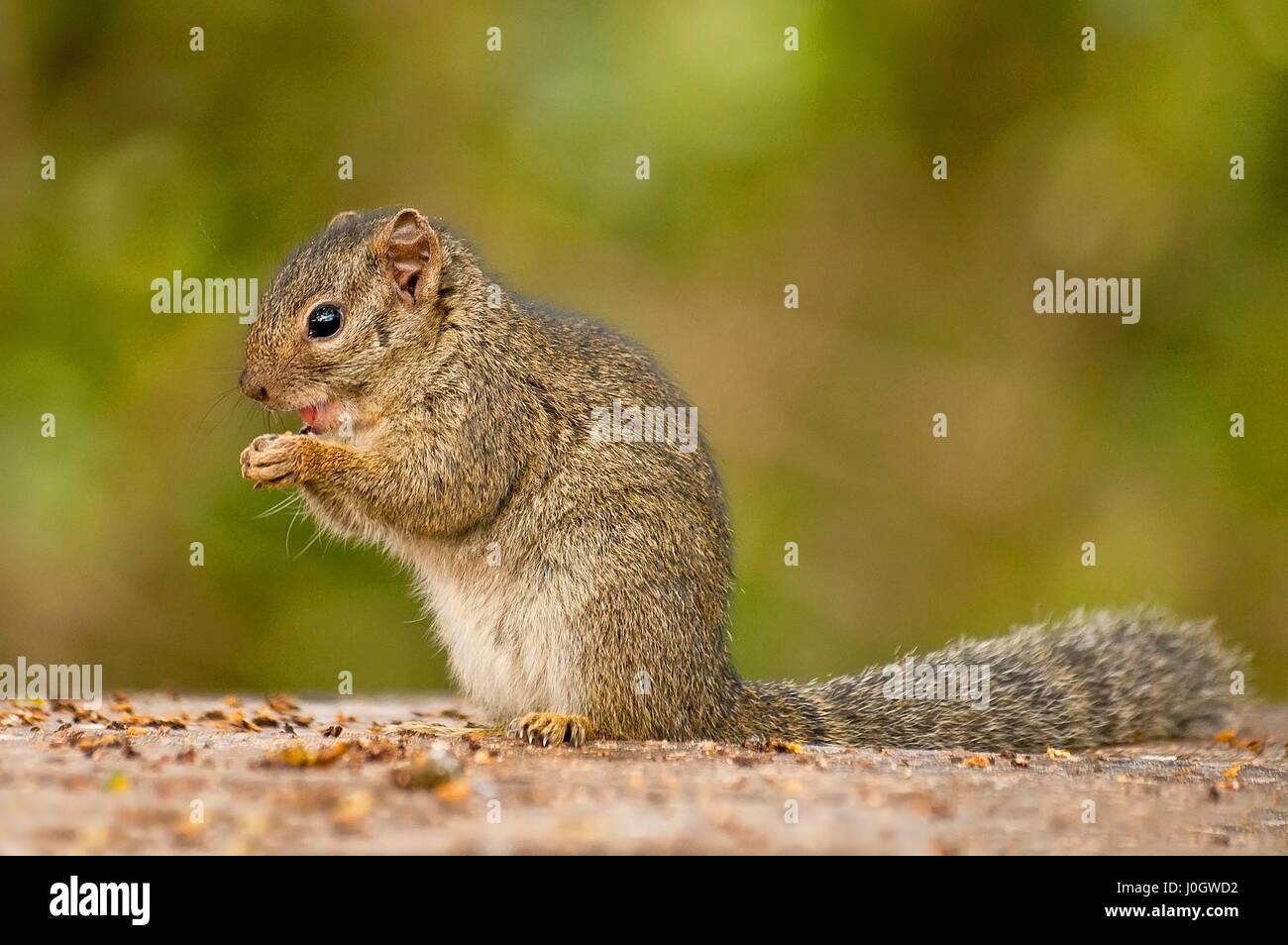 African Bush Squirrel Red Bush Squirrel (Paraxerus Palliatus)
