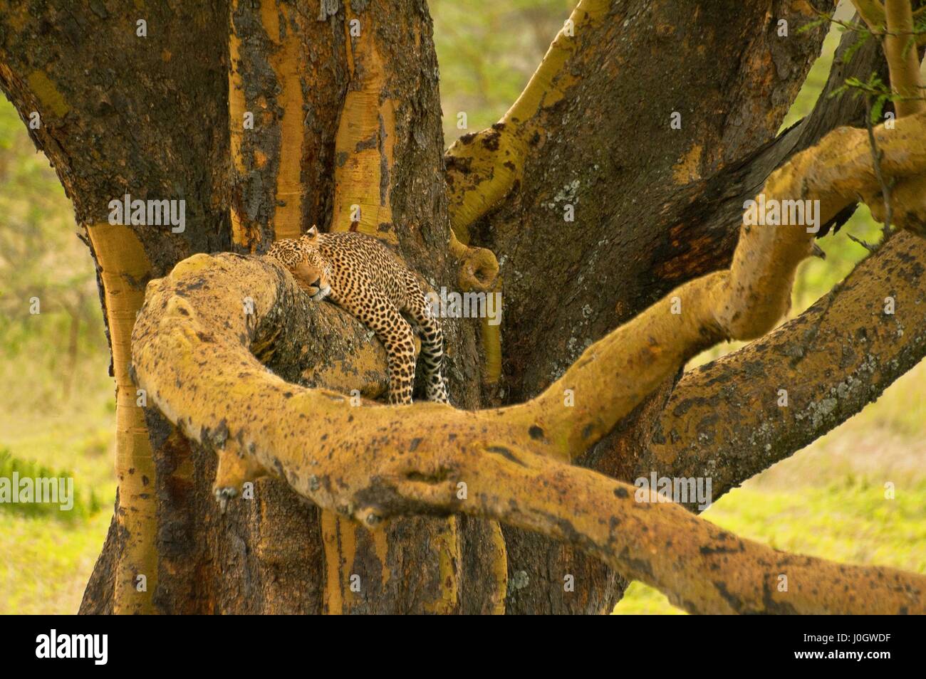 African leopard (Panthera Pardus Pardus) resting on a tree branch in ...