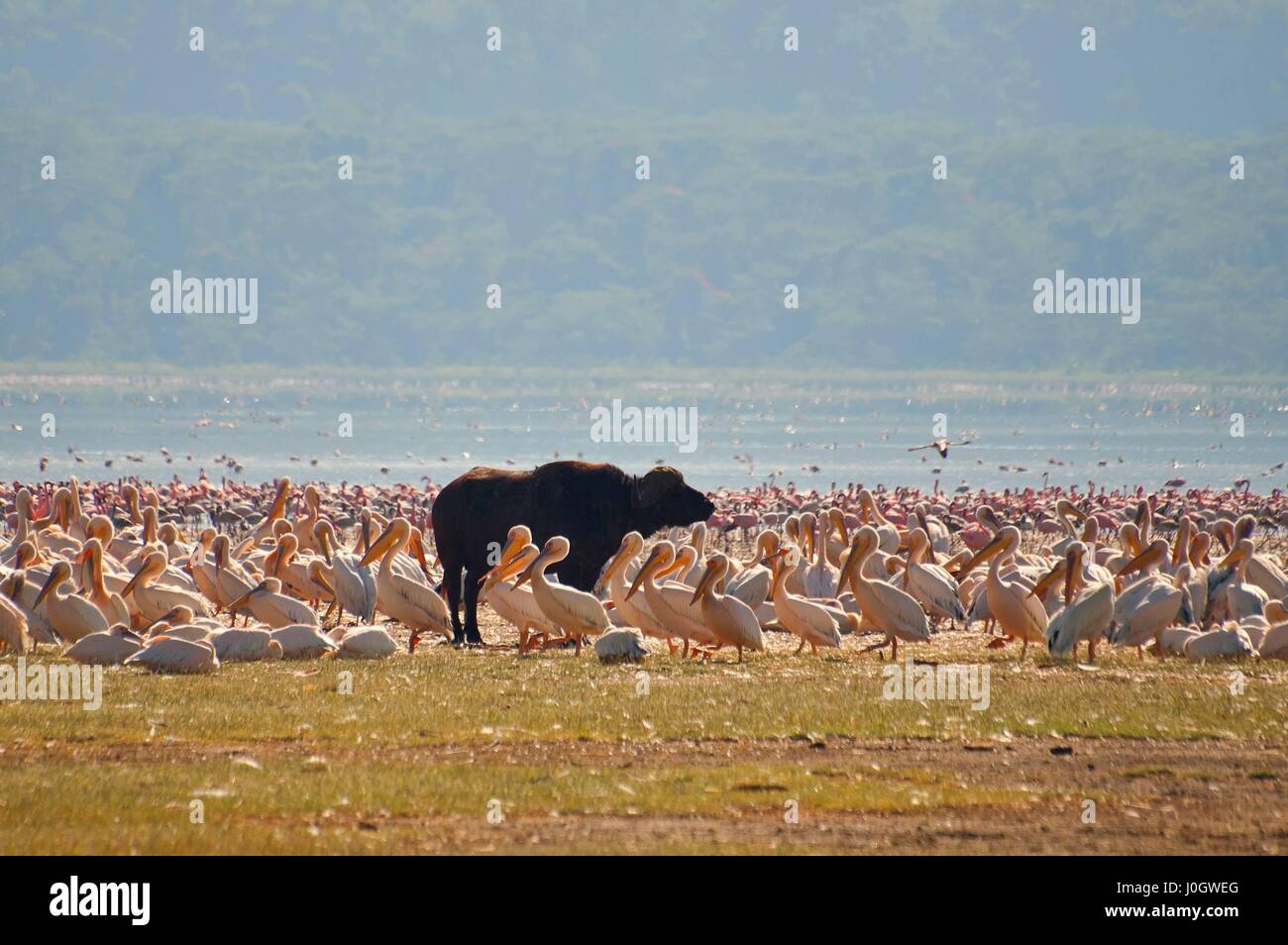 Buffalo lying in the water on the background of big flocks of flamingos ...