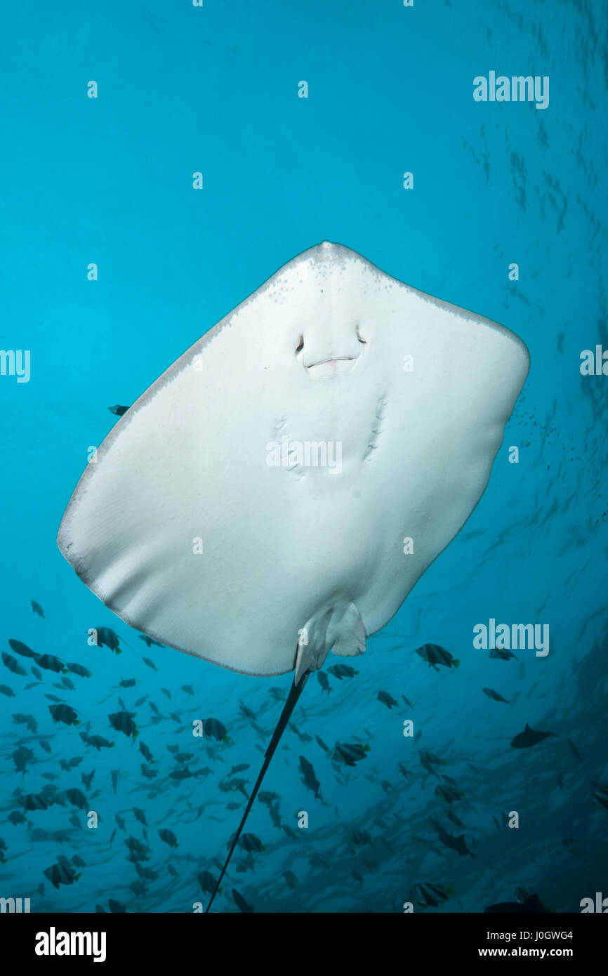 Pink Whipray, Pateobatis fai, North Male Atoll, Maldives Stock Photo ...