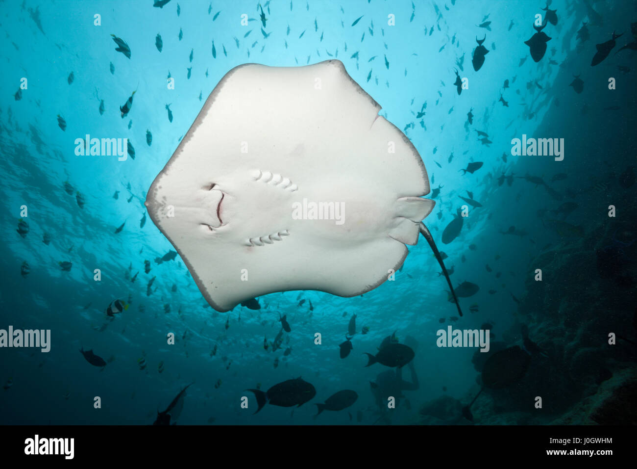 Pink Whipray, Pateobatis fai, North Male Atoll, Maldives Stock Photo ...