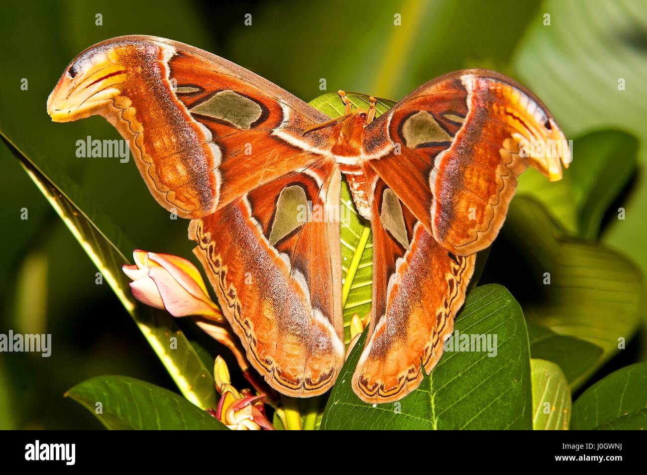 Night butterfly Atlas moth or Attacus atlas the biggest butterfly ...