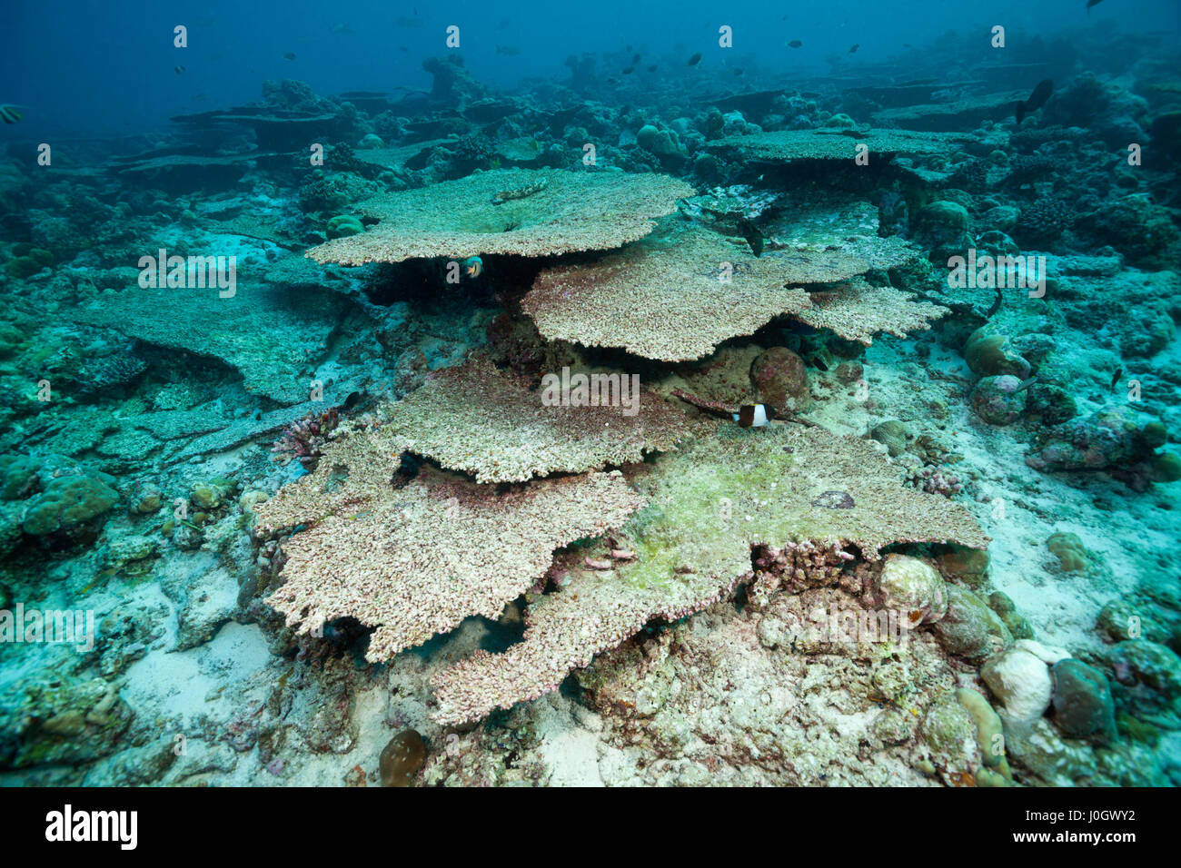 Bleaching table coral hi-res stock photography and images - Alamy