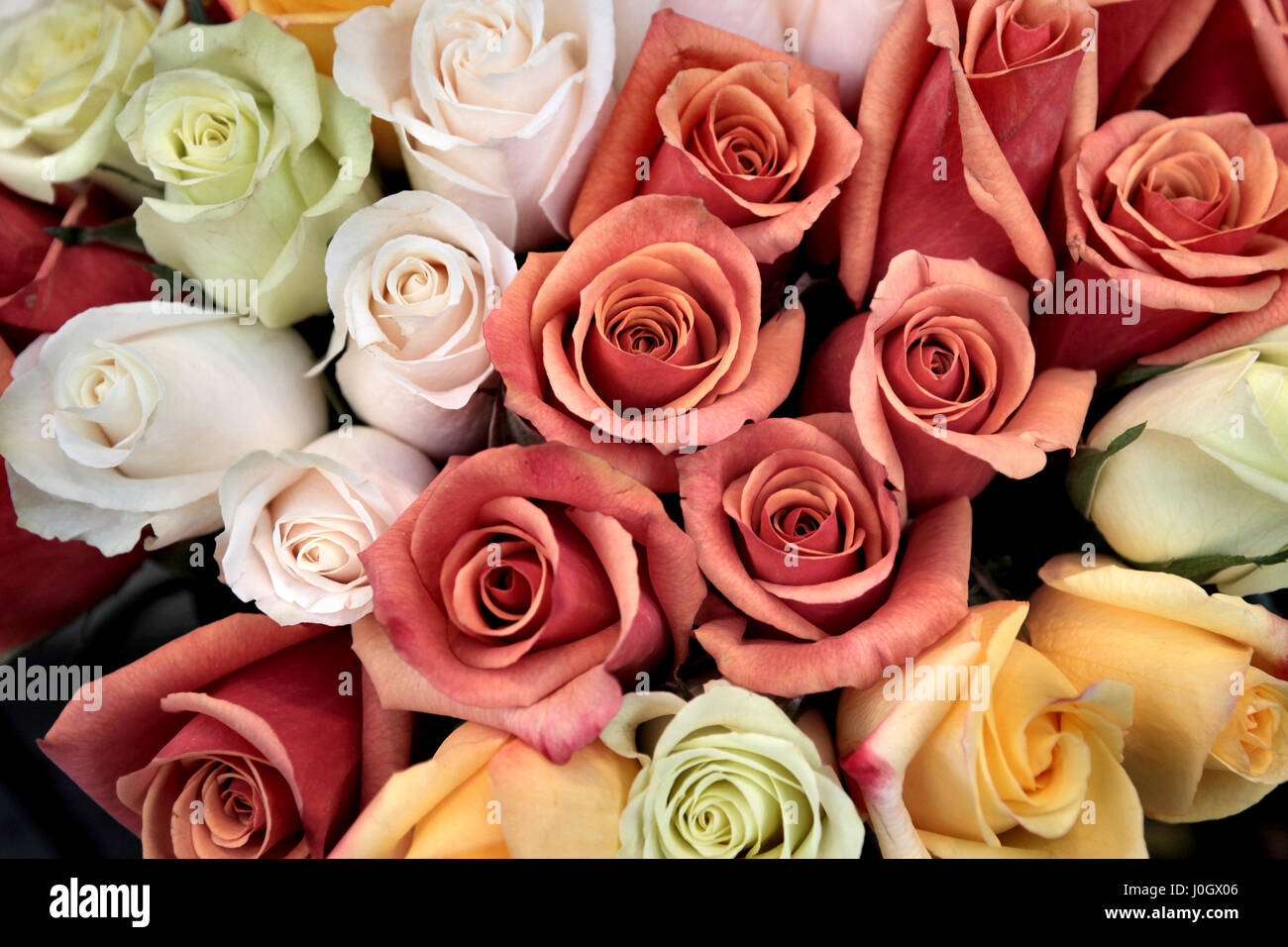 Colorful roses from above Stock Photo - Alamy