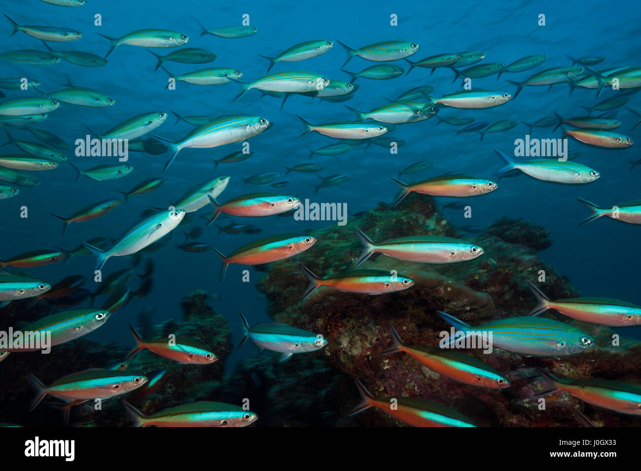 Shoal of Neon Fusilier over Coral Reef, Pterocaesio tile, South Male ...