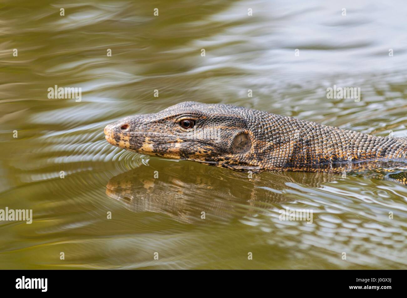 The water monitor (Varanus salvator) is a large lizard native to South ...