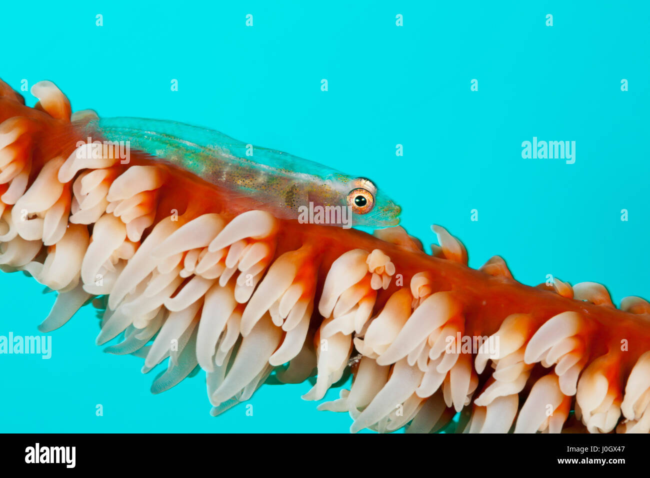 Whip Coral Goby, Bryaninops youngei, South Male Atoll, Maldives Stock ...