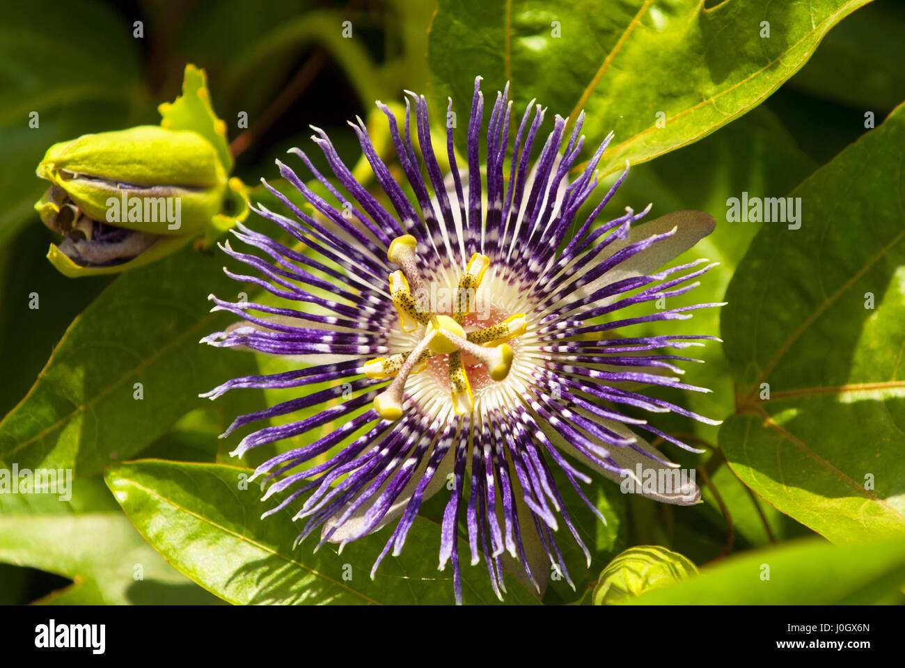 Passiflora incarnata, commonly purple passionflower is a fast growing ...