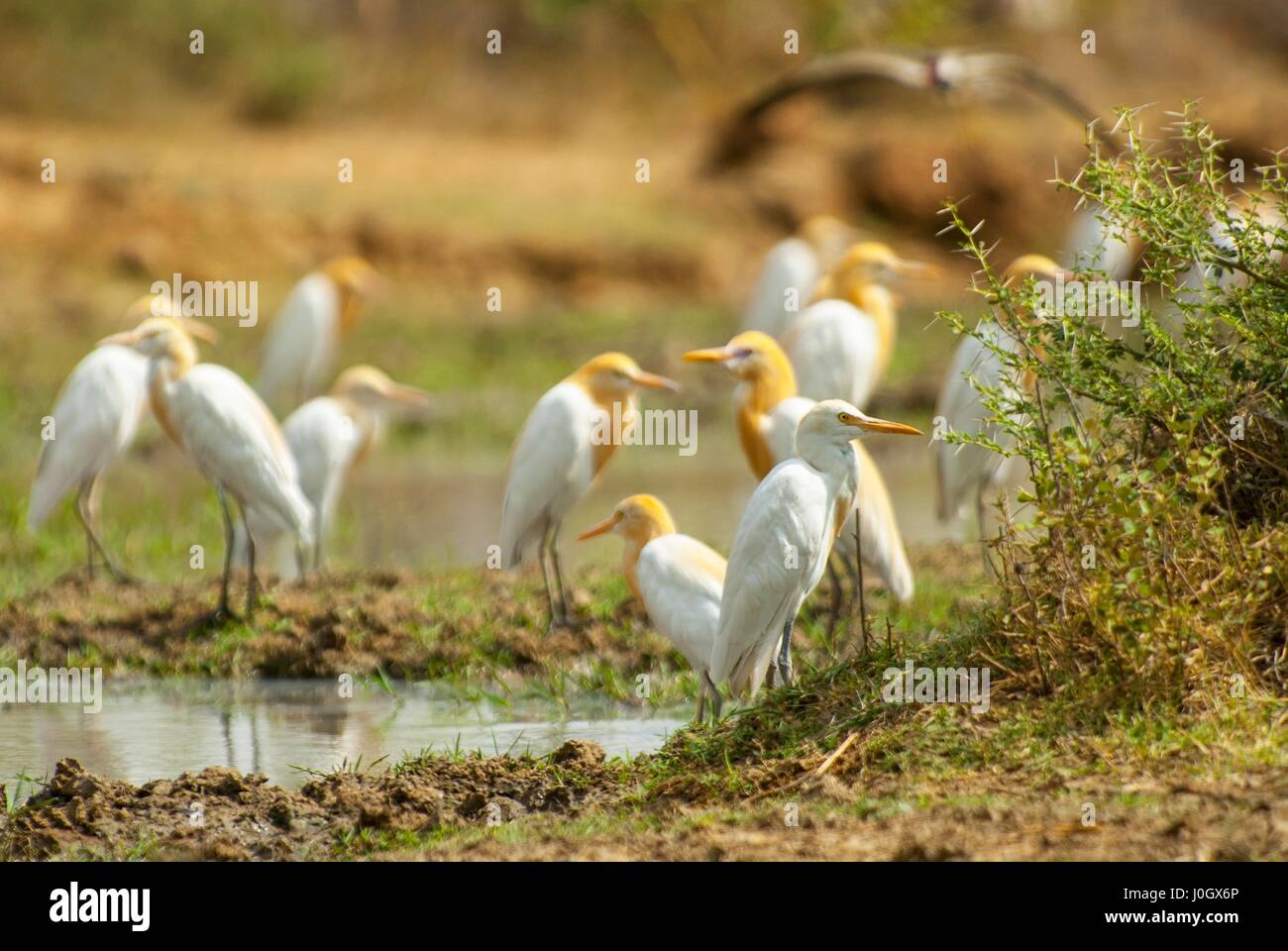 Cattle Egrets Bubulcus ibis, paddy field, India Stock Photo - Alamy