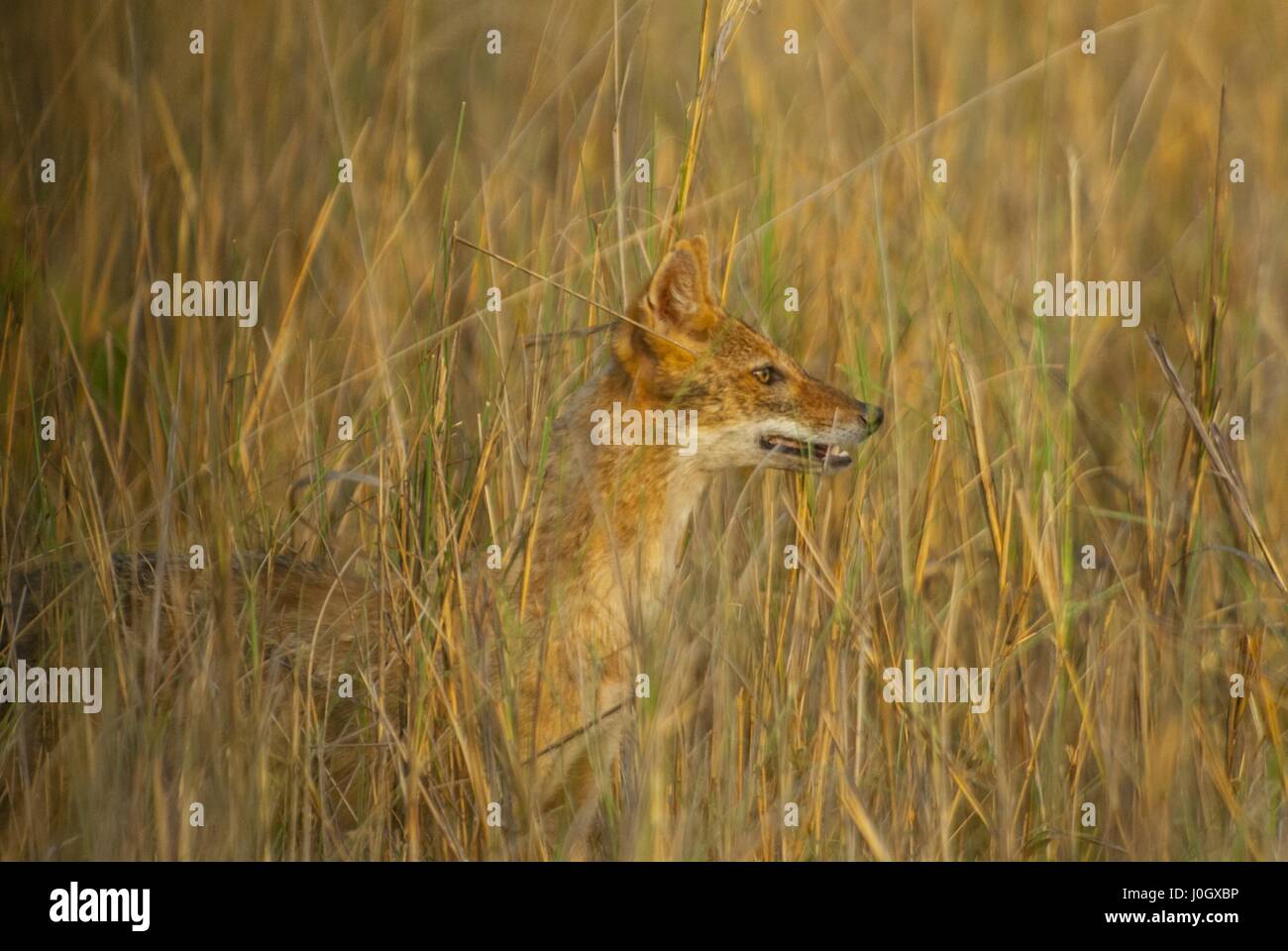 Indian Jackal (Canis aureus indicus), also known as the Himalayan ...