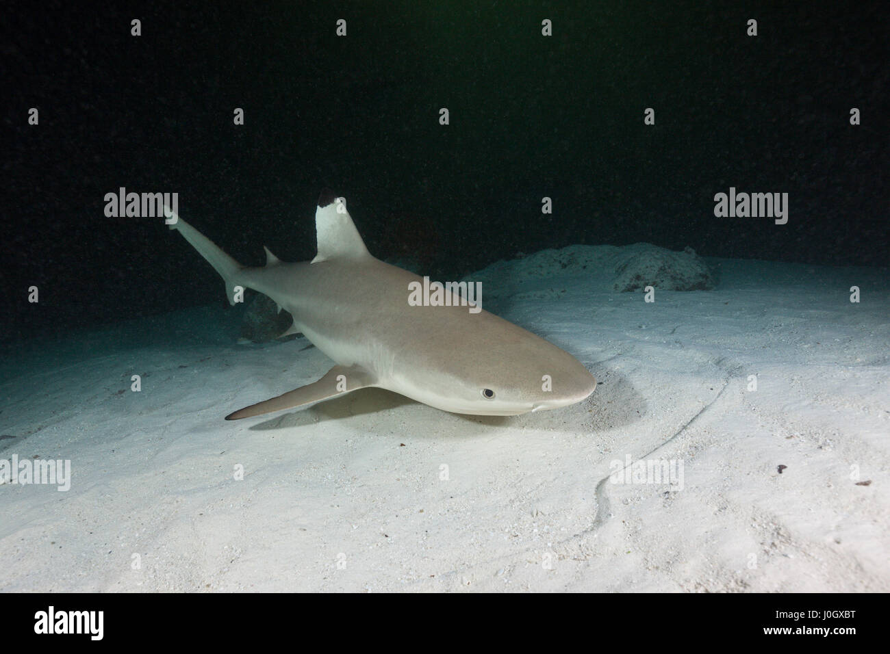 Blacktip Reef Shark, Carcharhinus melanopterus, Felidhu Atoll, Maldives ...