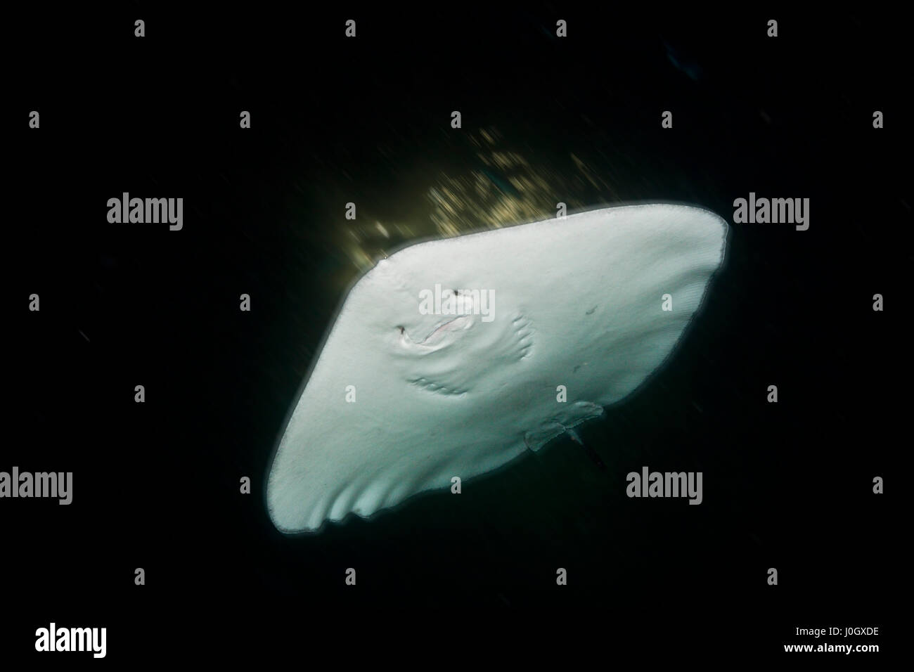 Pink Whipray at Night, Pateobatis fai, Felidhu Atoll, Maldives Stock ...