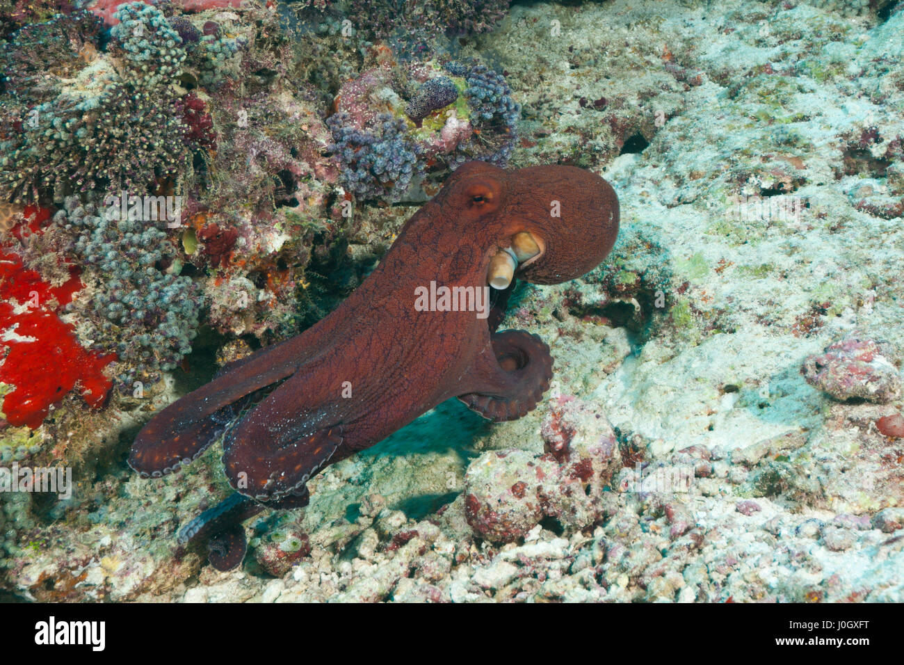 Common Reef Octopus, Octopus cyanea, Felidhu Atoll, Maldives Stock ...