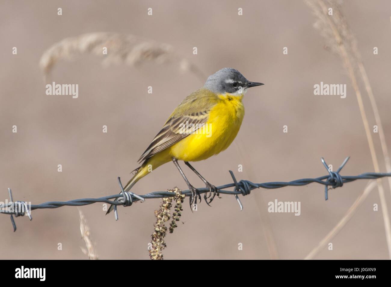 The western yellow wagtail (Motacilla flava Stock Photo - Alamy