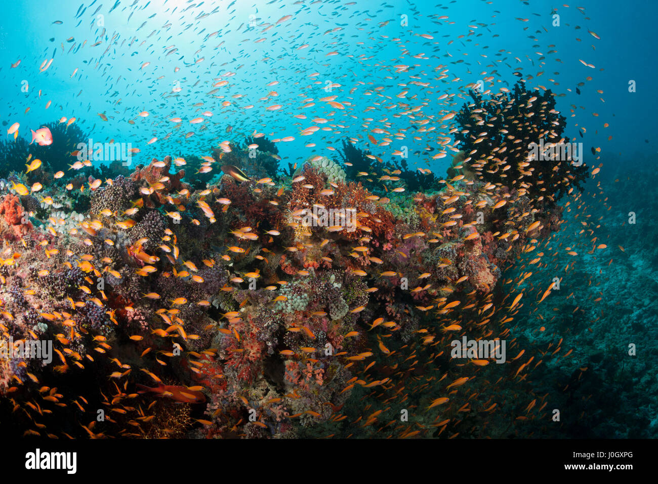 Colored Coral Reef, South Male Atoll, Maldives Stock Photo - Alamy
