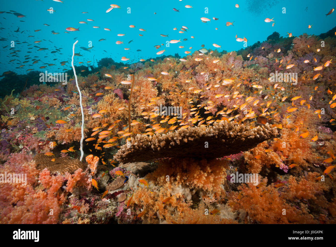 Colored Coral Reef, South Male Atoll, Maldives Stock Photo - Alamy