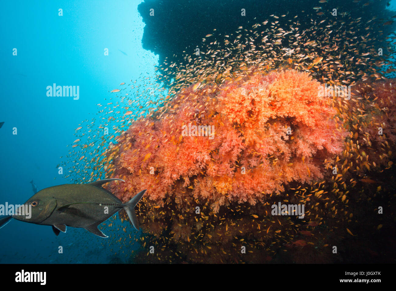Colored Coral Reef, South Male Atoll, Maldives Stock Photo - Alamy