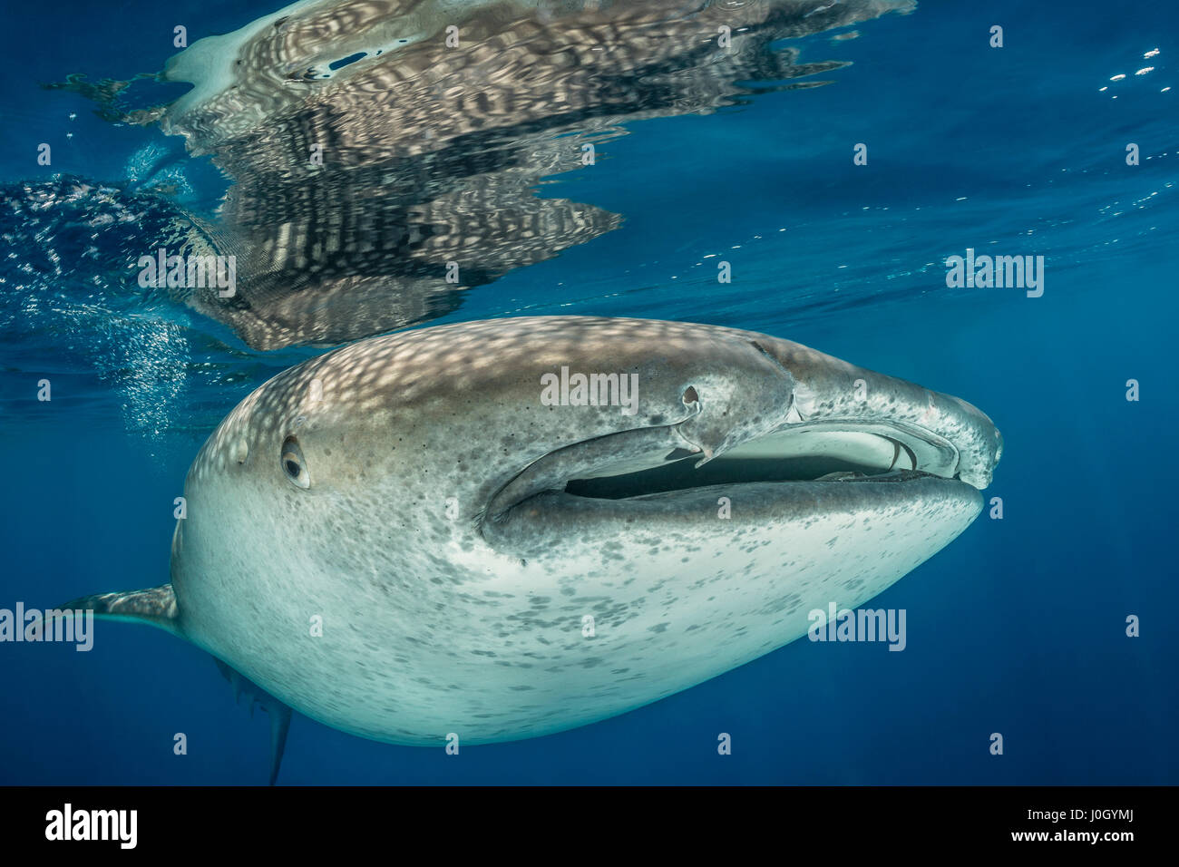 Whale Shark, Rhincodon typus, Cenderawasih Bay, West Papua, Indonesia ...