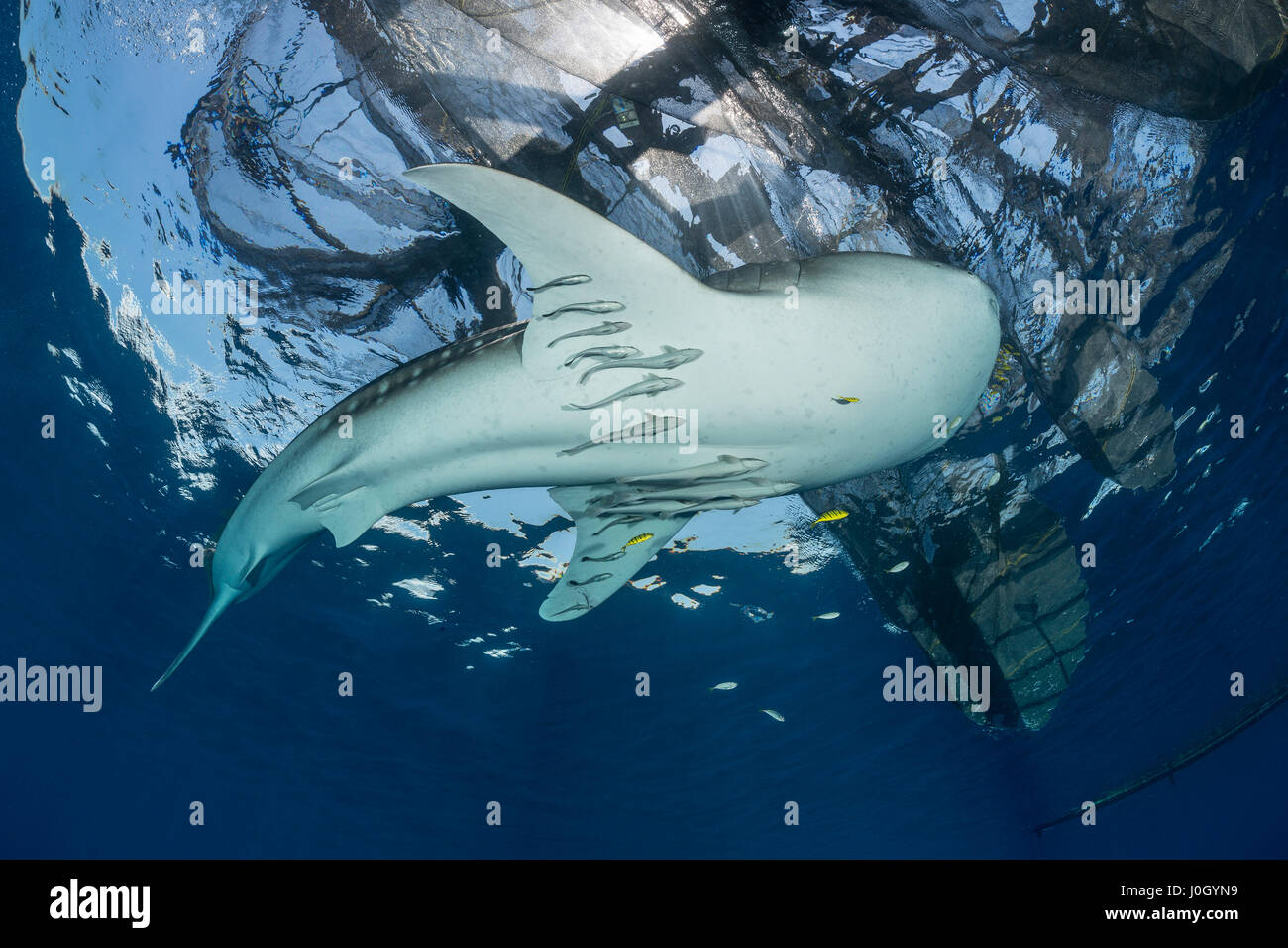 Whale Shark underneath Fishing Platform, Rhincodon typus, Cenderawasih ...