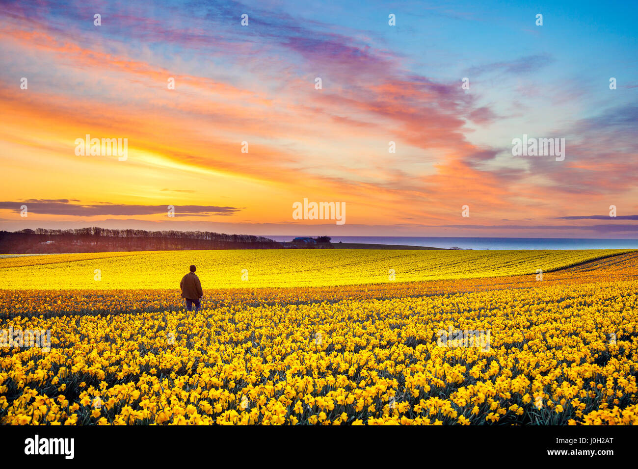 Fields of early spring daffodils in Kinneff, Aberdeenshire, UK. April ...