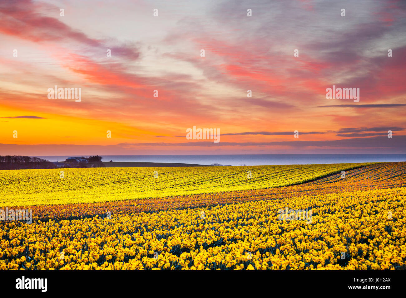 Uk exported plants hi-res stock photography and images - Alamy