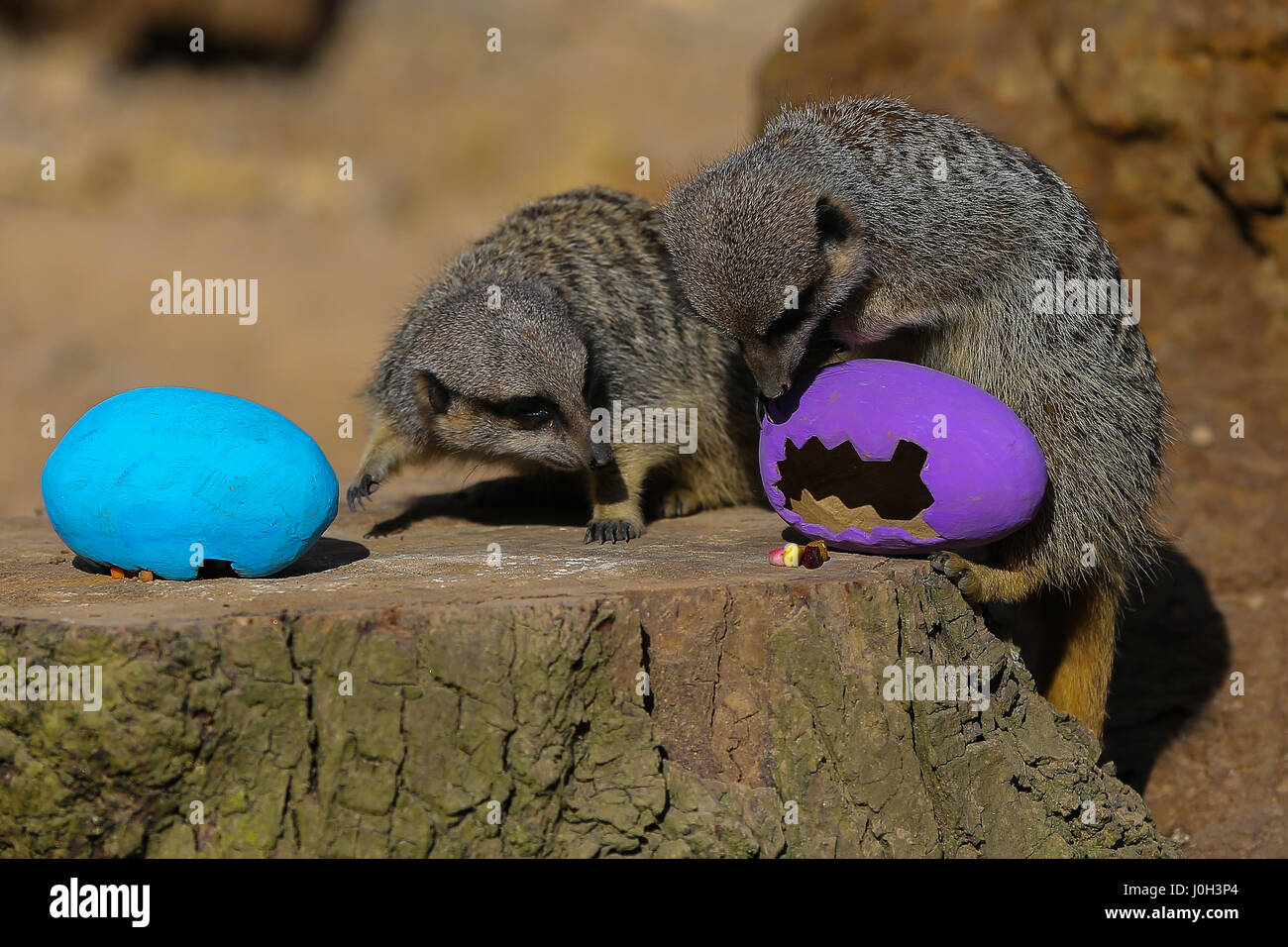 Norman Hunt High Resolution Stock Photography and Images - Alamy