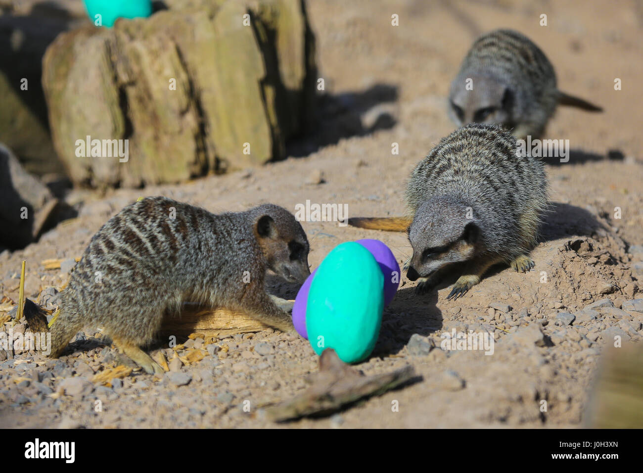 Macho society hi-res stock photography and images - Alamy