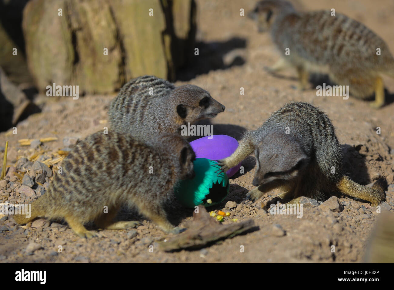 Easter in london zoo hi-res stock photography and images - Alamy