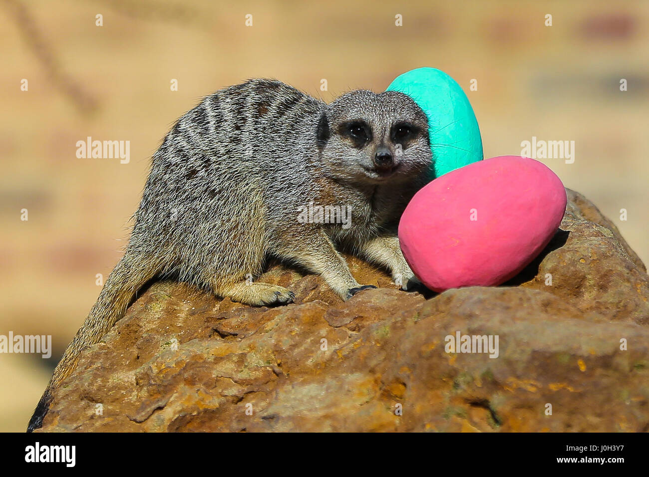 Macho society hi-res stock photography and images - Alamy