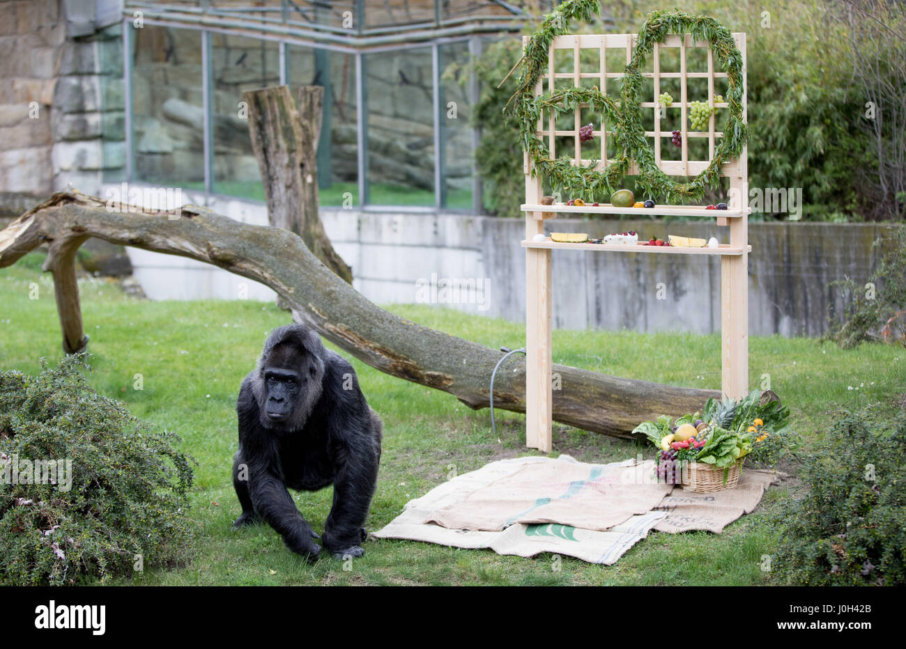 Gorilla fatou hi-res stock photography and images - Alamy
