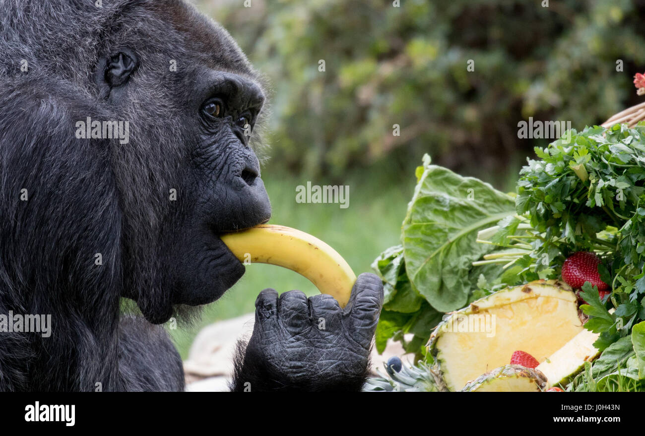 Berlin, Germany. 13th Apr, 2017. dpatop - Female gorilla Fatou, the ...