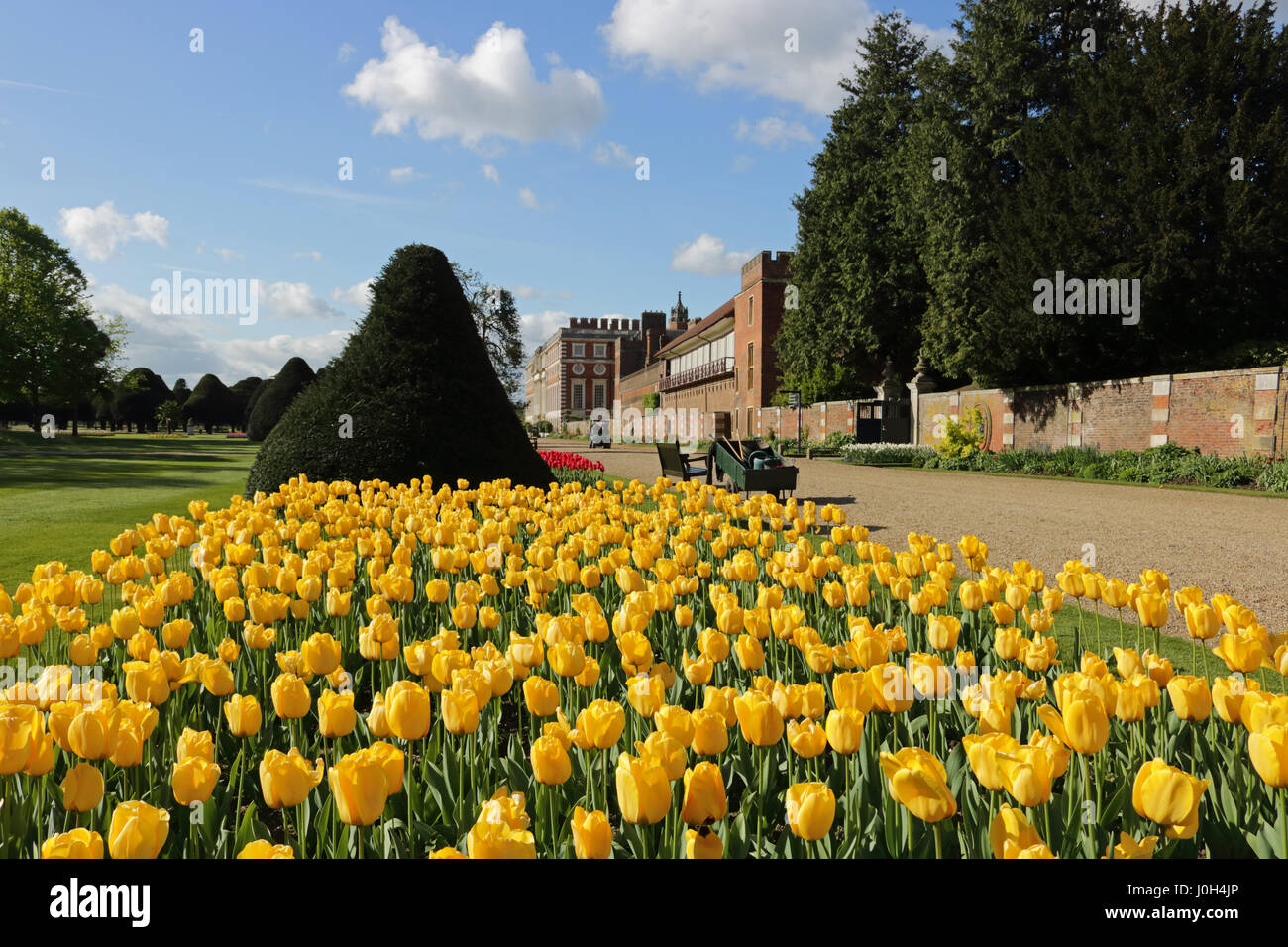 Hampton Court, London, UK. 13th Apr, 2017. A stunning display of tulips ...