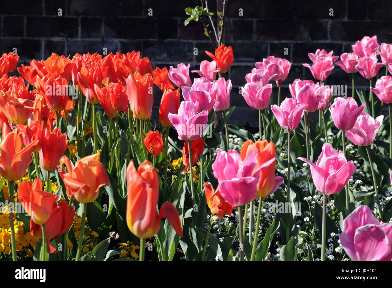 Hampton Court, London, UK. 13th Apr, 2017. A colourful display of ...