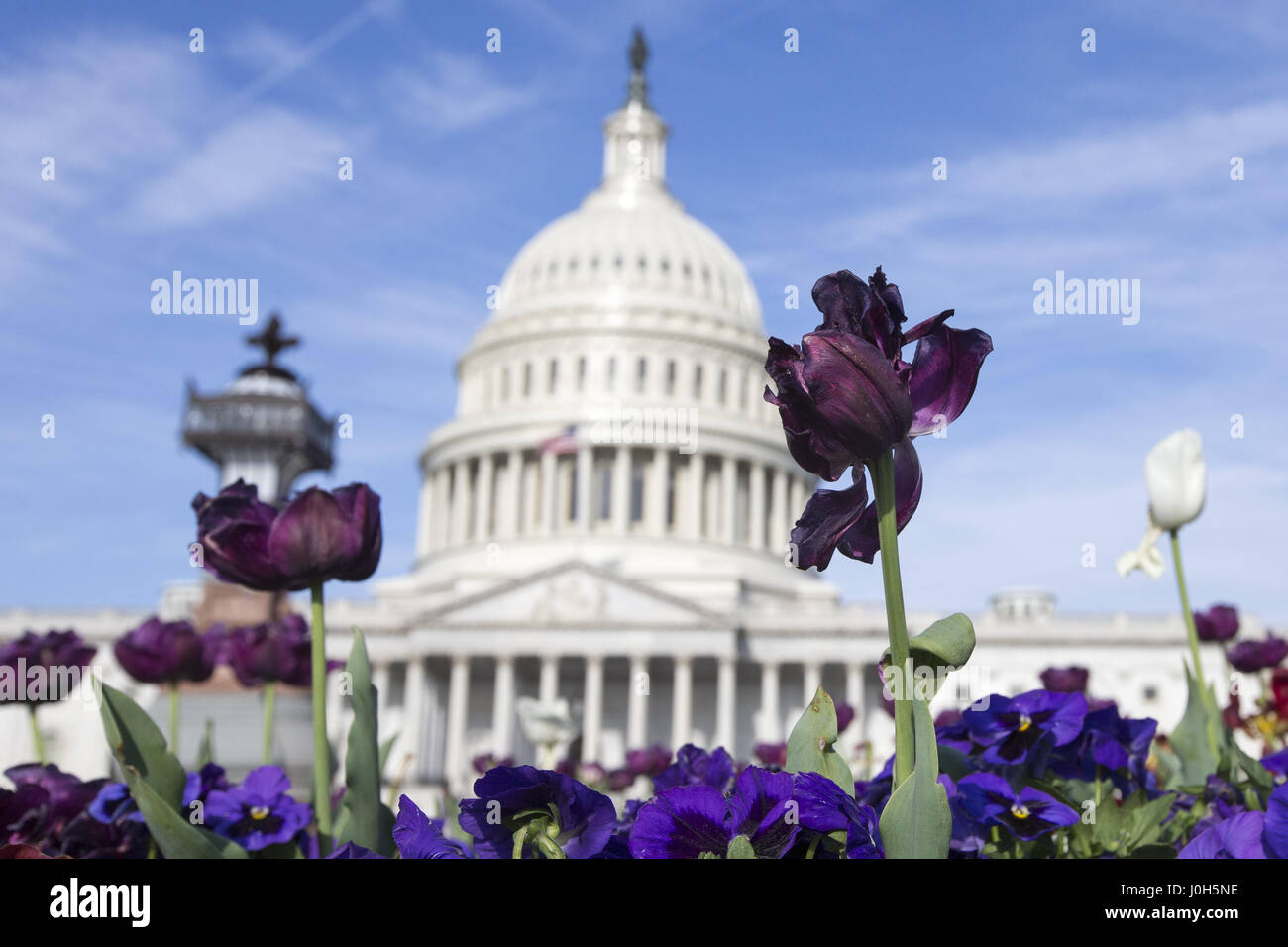 Washington, USA. 13th Apr, 2017. The U.S. Capitol Building with tulips ...