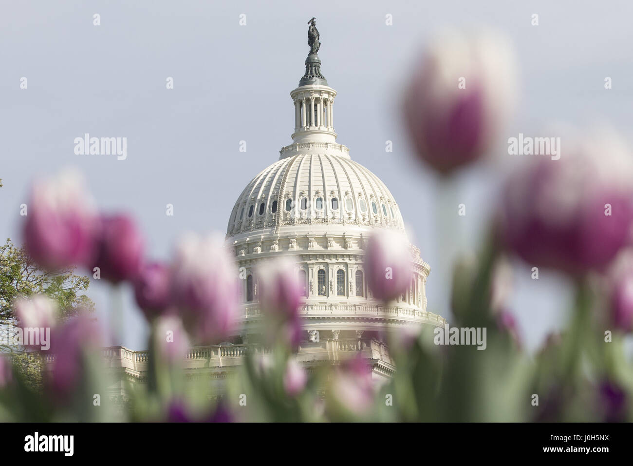 Washington, USA. 13th Apr, 2017. The U.S. Capitol Building with tulips ...