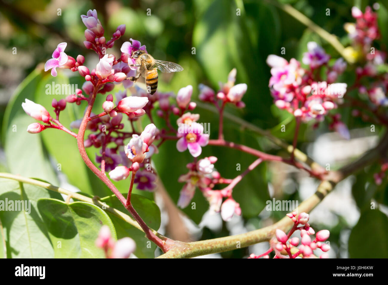 Asuncion, Paraguay. 13th Apr, 2017. A bee collects pollen from flowers ...