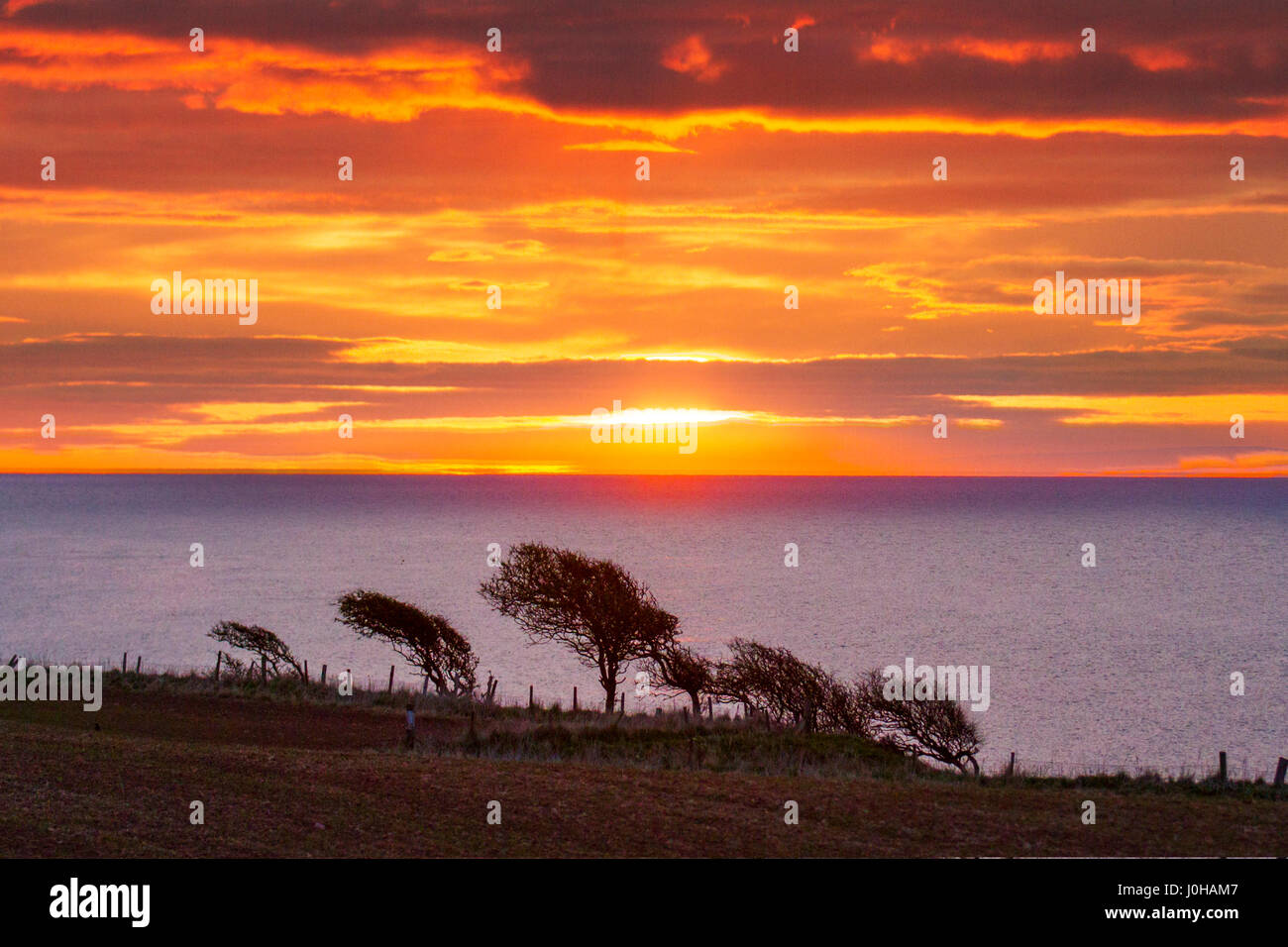 Wind stunted trees hi-res stock photography and images - Alamy