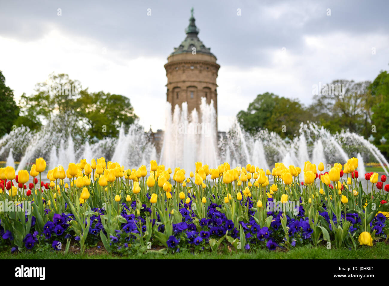 Mannheim, Germany. 13th Apr, 2017. Tulips in fron of the water tower in ...