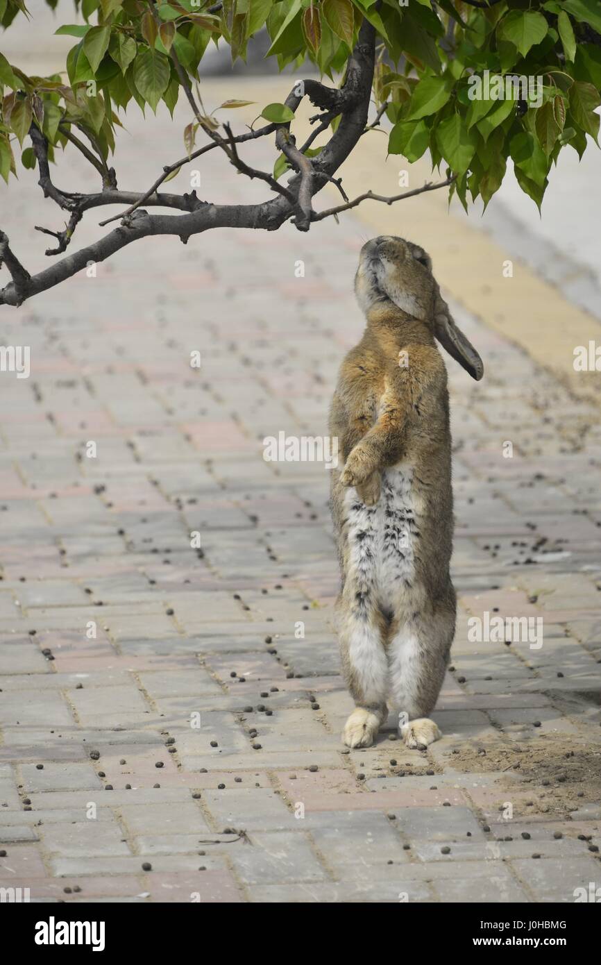 Rabbit wire tree hi-res stock photography and images - Alamy