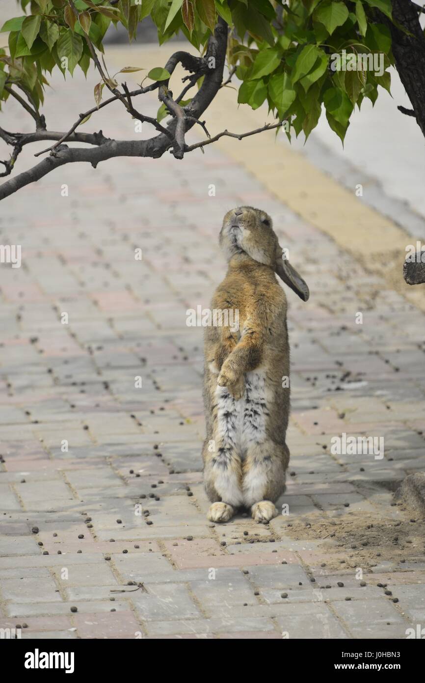 Rabbit wire tree hi-res stock photography and images - Alamy