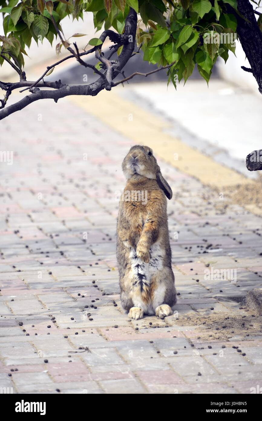 Rabbit wire tree hi-res stock photography and images - Alamy
