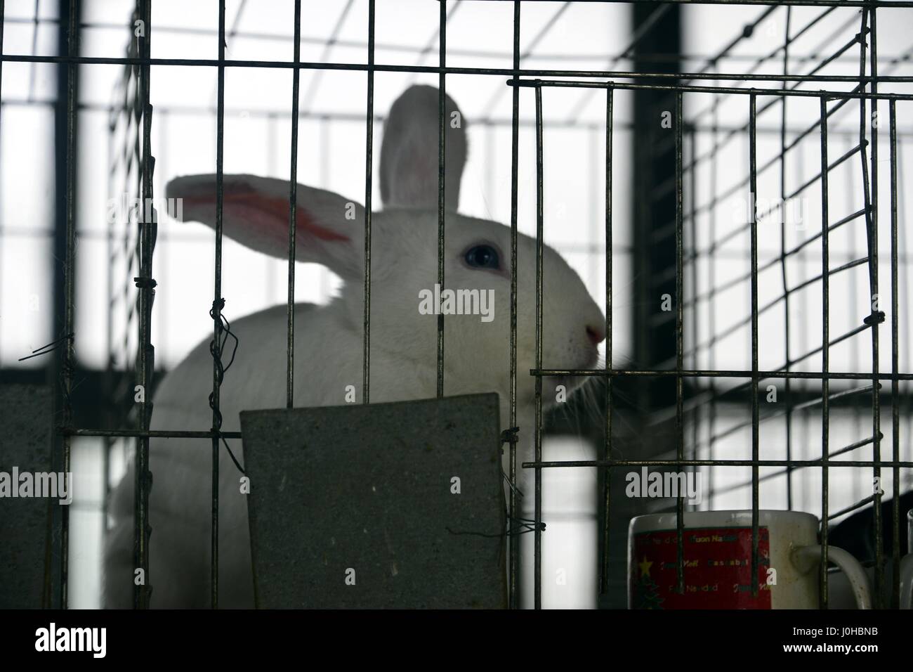 Liaocheng, China. 14th Apr, 2017. (EDITORIAL USE ONLY. CHINA OUT).A pet ...