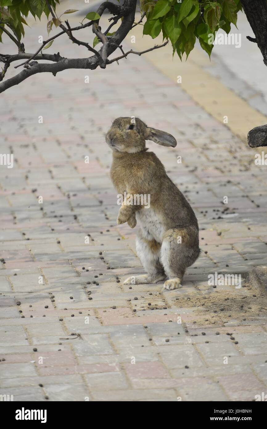 Rabbit wire tree hi-res stock photography and images - Alamy