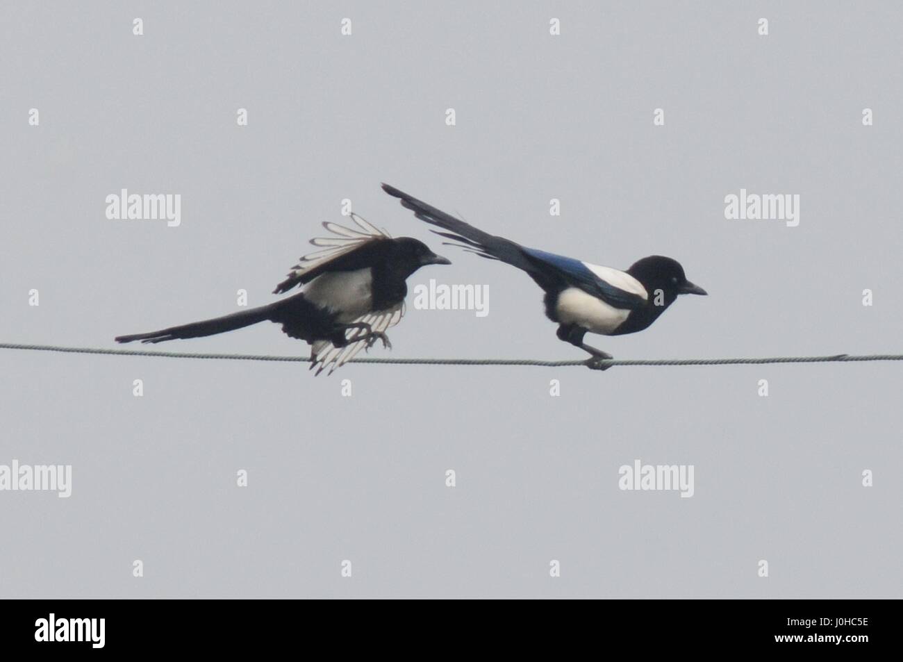 239 female hi-res stock photography and images - Alamy